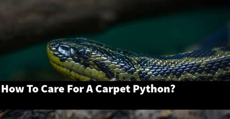 How To Care For A Carpet Python My Reptile Blog
