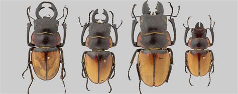 Evolution Of Stag Beetle Insects Evolution Evolution Of Intsects