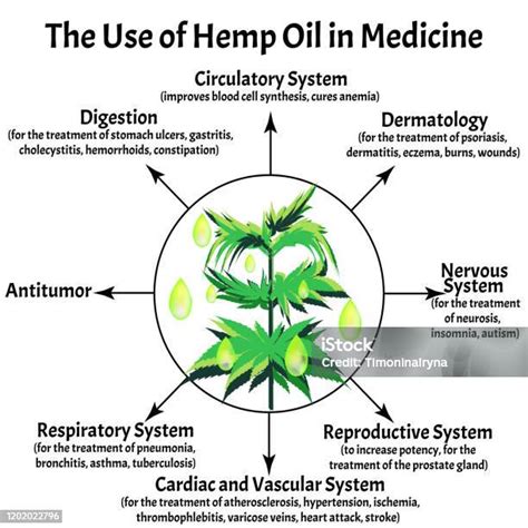 대마 오일의 유용한 특성 마리화나 아이콘 Cbd 칸 나비 노이드 로고 마리화나 잎 대마 오일 인포 그래픽 격리된 배경에 대한 벡터 그림입니다 0명에 대한 스톡 벡터 아트 및