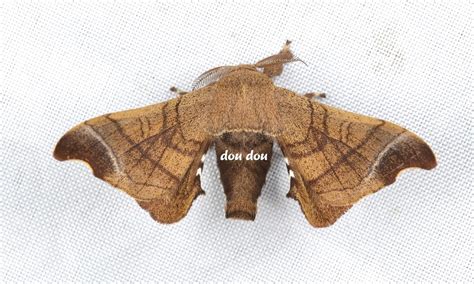 Bombyx Mandarina