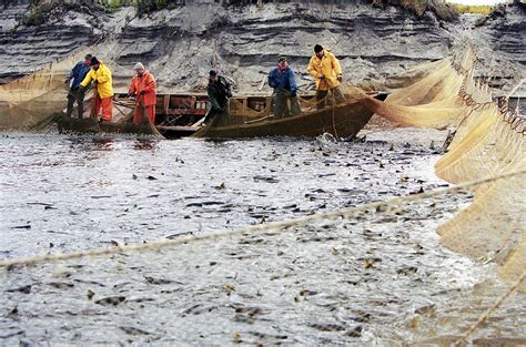 The Controversial Practice Of Gill Netting Spawning Salmon