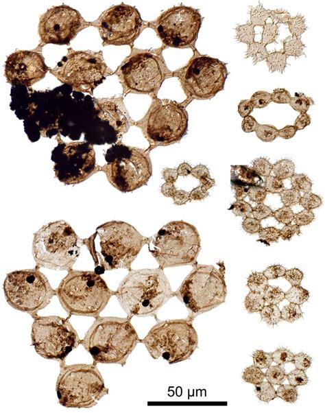 Unearthed Microfossils From Earths Ancient Oceans Provide A Unique
