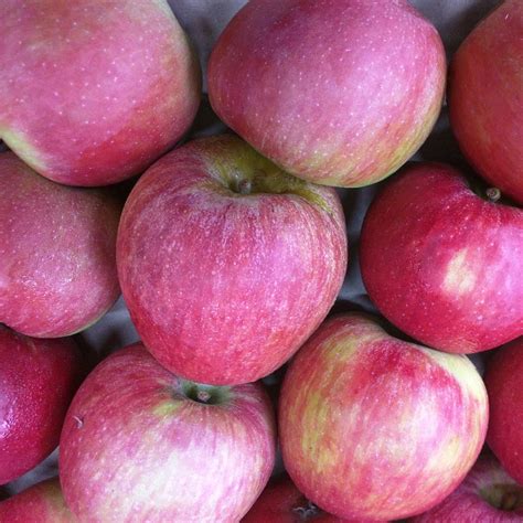 Carbohydrates In A Fuji Apple Calories In 5 Oz Of Apples And