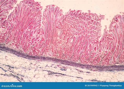 Tissue Of Stomach Human Small Intestine Human Pancreas Human And