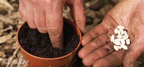 Bean Growing Masterclass