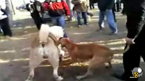 جنگ سگ های وحشی سگ کانگال در مقابل پیت بول آمریکایی فیلو