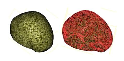 3d Finite Element Model Of Cranial Cavity Is Meshed Download Scientific Diagram