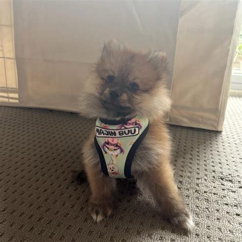 Cavapoo Face Stickers Personalised Dog Portrait Die Cut Sticker Pack