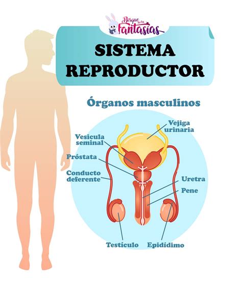 El Sistema Reproductor ® Partes órganos Y Funciones Sistema