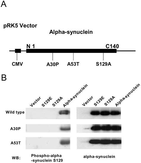 α Synuclein Phosphorylation Enhances Eosinophilic Cytoplasmic Inclusion Formation In Sh Sy5y