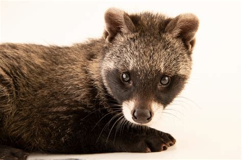 African Civet Cat