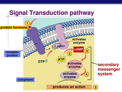 Ppt Endocrine System Hormones Powerpoint Presentation Free Download