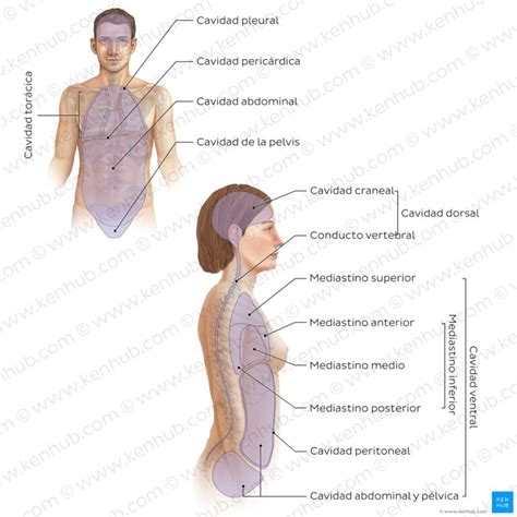 Diferencias Entre Las Hernias Inguinales Directa E Indirecta