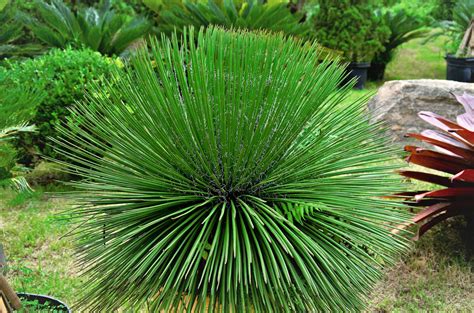 Buy Agave Geminiflora Twin Flower Eureka Farms