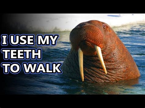 What Do Walruses Eat Polar Bears Enjoying Some Walrus Meat