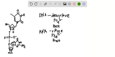 Solved Write The Structure Of The Dna Dinucleotide T A In Which T Has A Free 5 Hydroxyl Group