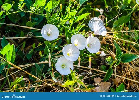 Field Bindweed Convolvulus Arvensis Stock Image Image Of Botanical Glory 254622197