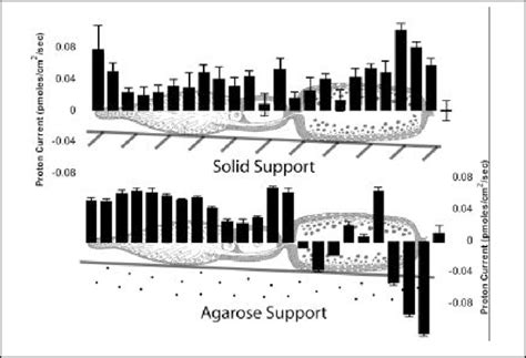 Effects Of The Agarose Layer On Extracellular Proton Currents The