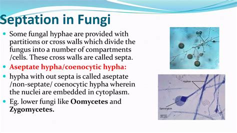 Mycology Plant Pathology Pptx