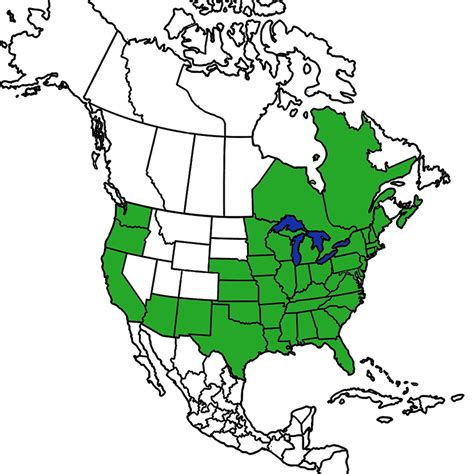 Pokeweed Phytolacca Americana