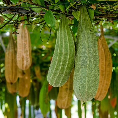 What Does A Luffa Taste Like [loofah Gourd]