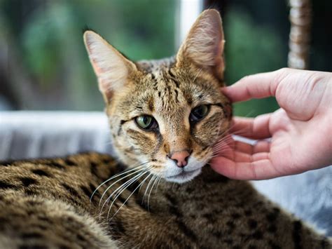 Wild Cat Breeds Meet 4 Domesticated Wild Breeds