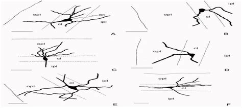Camera Lucida Drawings Of The Dorsal Cerebral Cortex Neurons Of Calotes