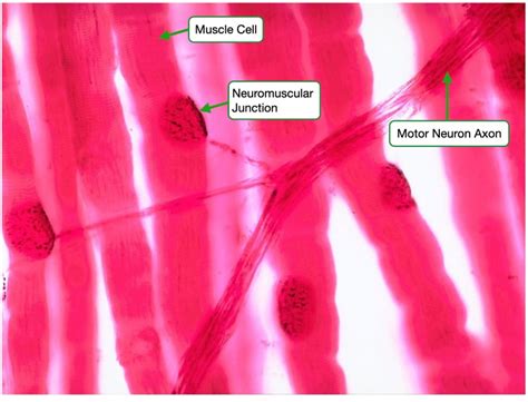 Histology Of Muscle And Nerves Lab