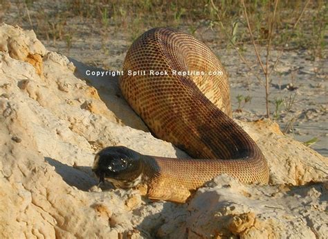 Blackheaded Python Collection Splitrock Reptiles
