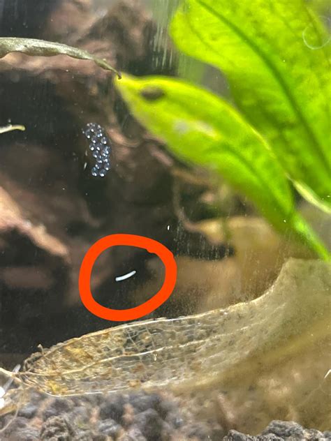 Tiny Worms Around My Substrate R Aquariums