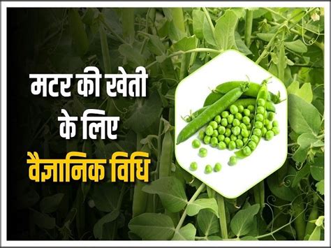 Pea Crop Sowing 2022 सीजन में मटर की फसल से बढ़िया पैदावार के लिए उन्नत विधि से करें खेती ये