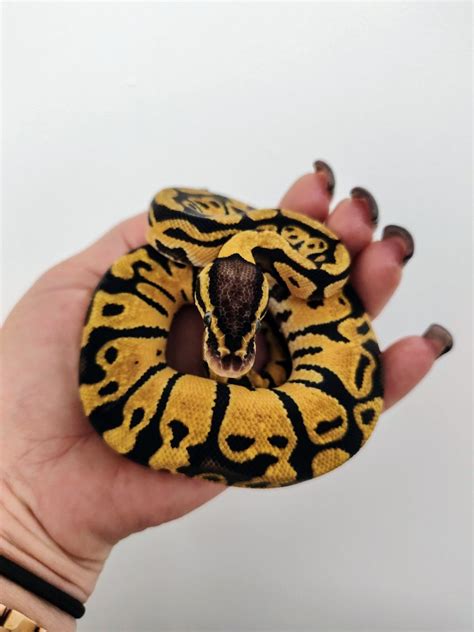 Pastel Ball Python By Red Rose Pythons Llc Morphmarket