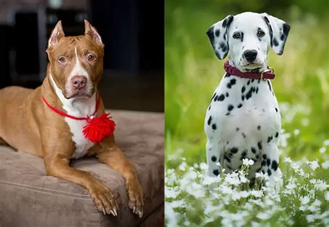 All About The Dalmatian Pitbull Mix Pitmatian With Pictures