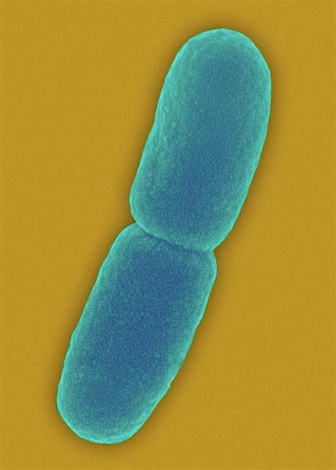 Pseudomonas Aeruginosa Bacteria 1 Greeting Card By Science Photo Library
