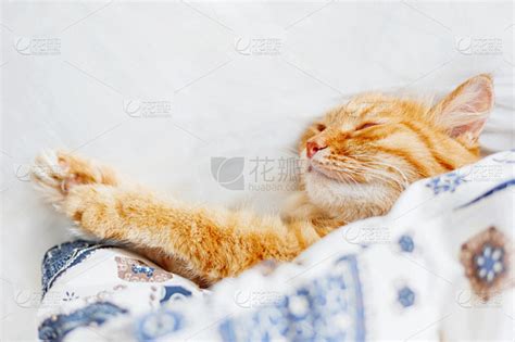 可爱的姜黄色的猫躺在床上的毯子下面。