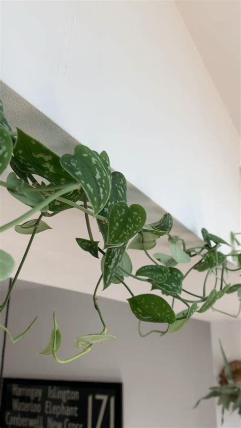 Trailing Satin Pothos Artofit
