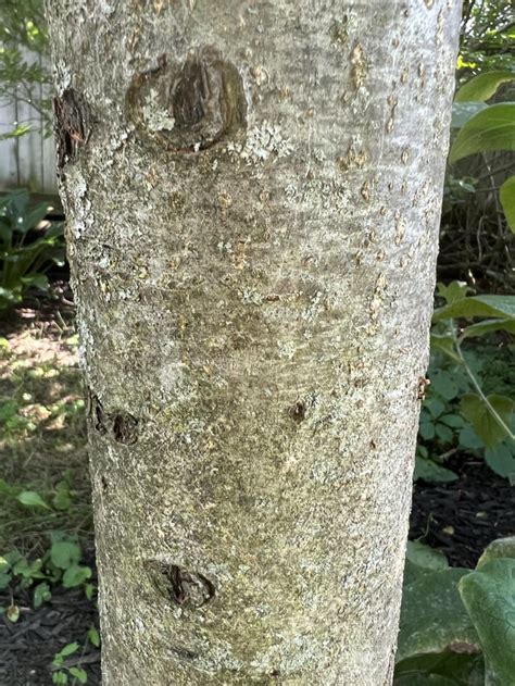 Help Identifying Apple Tree In My Yard R Treeidentification