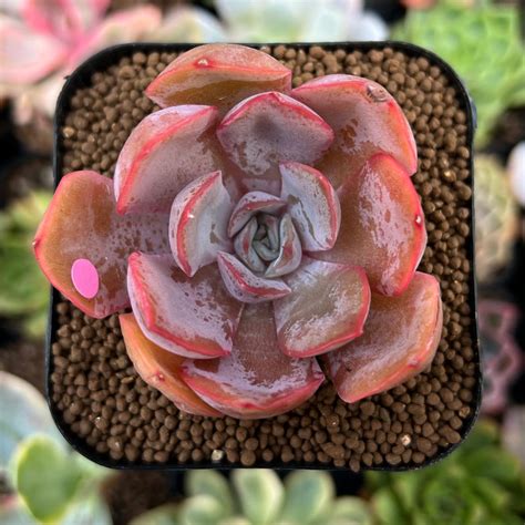 Echeveria Morning Glory 2 New Hybrid Succulent Plant True