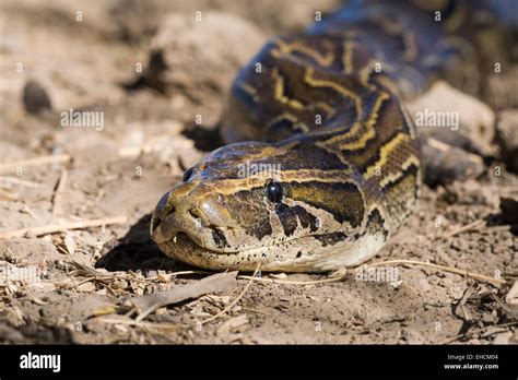 African Rock Python Python Sebae Auf Boden Nationalpark Djoudj