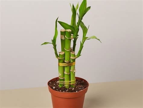 Como Plantar Bambu Horta Em Casa