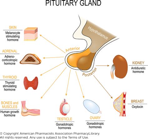 Pituitary Hormones