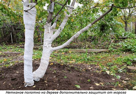 Как защитить яблони от грызунов и зайцев зимой