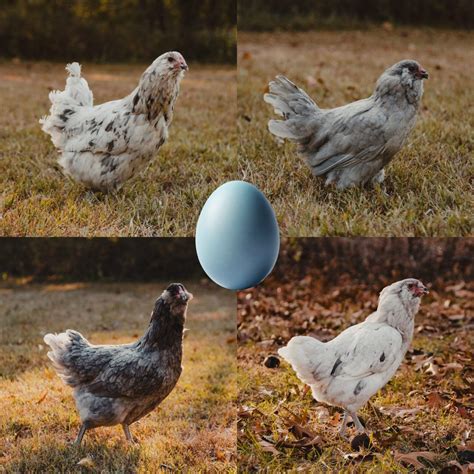 Blue Egger Female Surplus Cackle Hatchery®