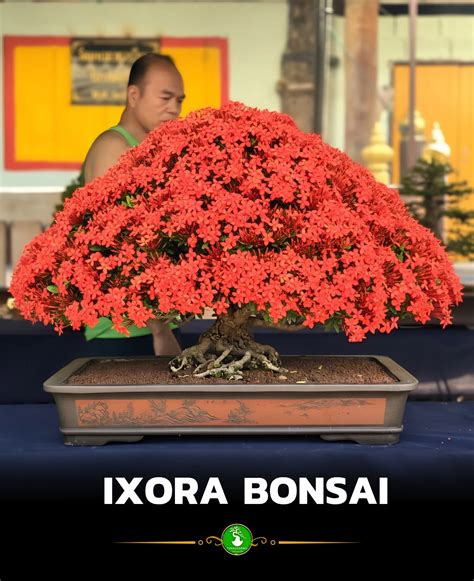 Bonsai Ixora From Hedge Plant To Bonsai Worth Hundreds Of Thousands