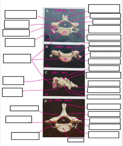 Cervical Vertebrae Diagram Quizlet Cervical Vertebrae Diagram Quizlet