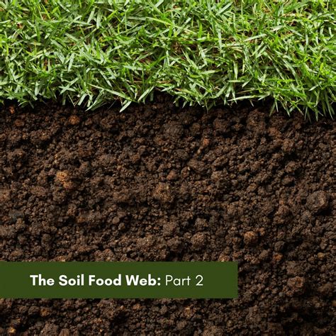 The Soil Food Web Part 2 Hunter Region Landcare Network