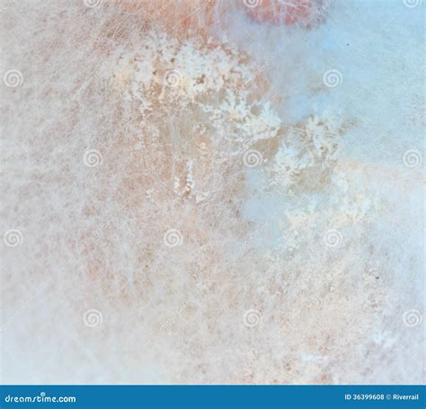 Mould Or Fungi Stock Photo Image Of Dirty Growth Fungi 36399608