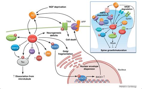 Cdk5 A Multifaceted Kinase In Neurodegenerative Diseases Trends In Cell Biology