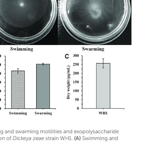 Extracellular Cell Wall Degrading Enzymes Produced By Dickeya Zeae Download Scientific Diagram