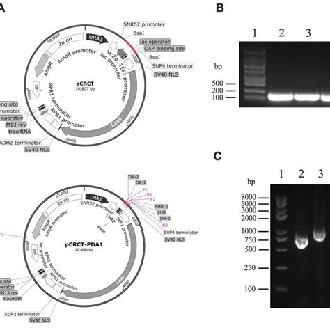 Construction And Replication Of The Recombinant Pcrct Pda1 Plasmid A Download Scientific